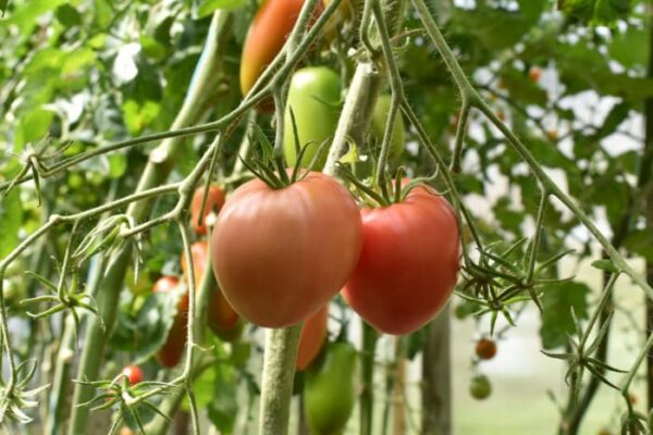 The Hungarian Heart Tomato - Minneopa Orchards