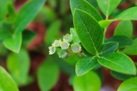 The Premier Blueberry - Minneopa Orchards