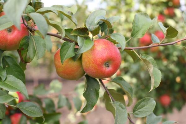 The Fireside Apple - Minneopa Orchards