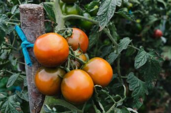 The Kumato Tomato - Minneopa Orchards