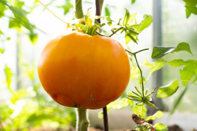 The Dad's Sunset Tomato - Minneopa Orchards