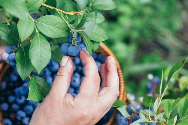 The Northcountry Blueberry - Minneopa Orchards