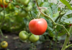The Raspberry Lyanna Tomato - Minneopa Orchards