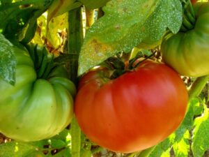 The German Pink Tomato - Minneopa Orchards