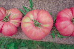 The German Pink Tomato - Minneopa Orchards