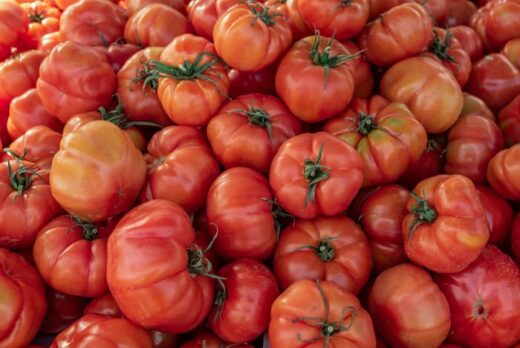 The German Pink Tomato - Minneopa Orchards
