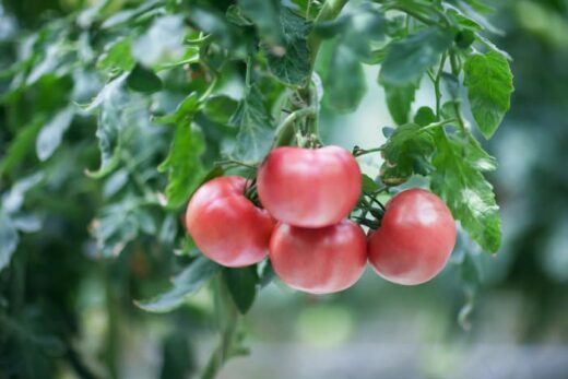 The Raspberry Lyanna Tomato - Minneopa Orchards