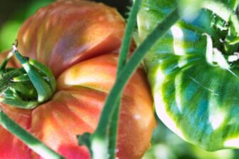 The German Pink Tomato - Minneopa Orchards