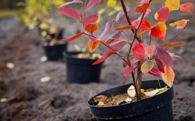 The Jersey Blueberry - Minneopa Orchards