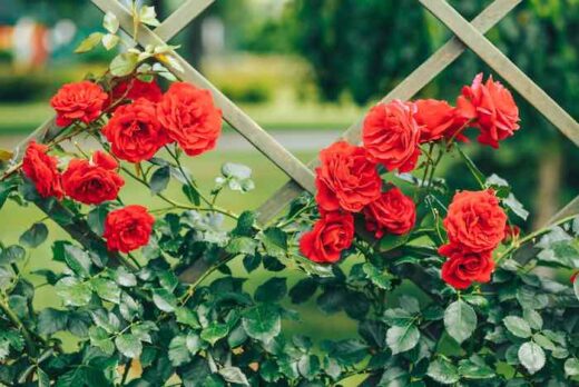 Beautiful Climbing Roses: How To Grow, Care For, and Prune Climbing ...