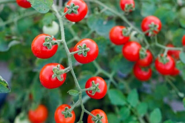 The Matt's Wild Cherry Tomato - Minneopa Orchards