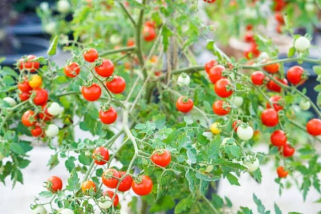 The Matt's Wild Cherry Tomato - Minneopa Orchards