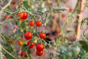 The Red Currant Tomato - Minneopa Orchards