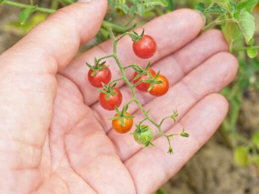 The Red Currant Tomato - Minneopa Orchards
