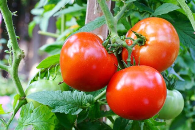 The Better Boy Tomato - Minneopa Orchards