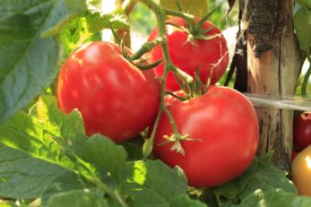 The Stupice Tomato - Minneopa Orchards