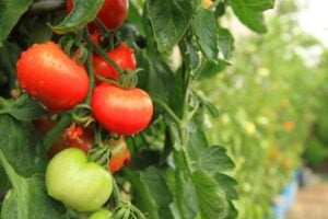The Stupice Tomato - Minneopa Orchards