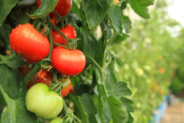 The 15 Most Common Tomato Pests - Minneopa Orchards