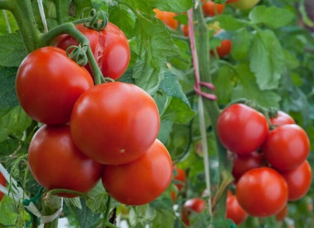 The Alicante Tomato - Minneopa Orchards