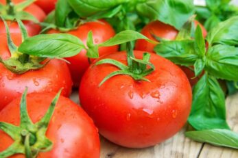 The Stupice Tomato - Minneopa Orchards
