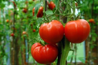 The Rutgers Tomato - Minneopa Orchards