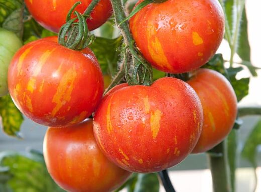 The Mr. Stripey Tomato - Minneopa Orchards