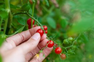 The Red Currant Tomato - Minneopa Orchards
