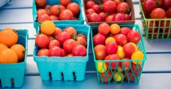 The Tiny Tim Tomato - Minneopa Orchards
