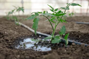 The German Pink Tomato - Minneopa Orchards