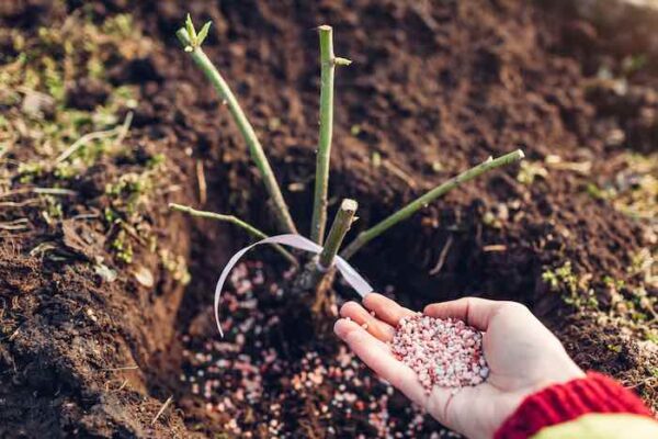 Beautiful Climbing Roses: How To Grow, Care For, and Prune Climbing ...