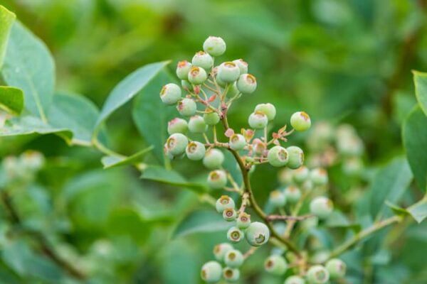 The Duke Blueberry - Minneopa Orchards