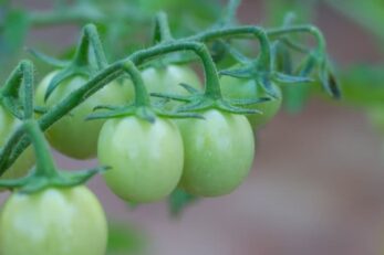 The Tiny Tim Tomato - Minneopa Orchards