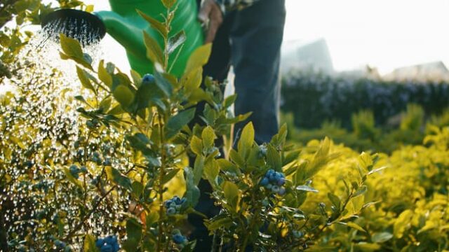 The Bluegold Blueberry - Minneopa Orchards