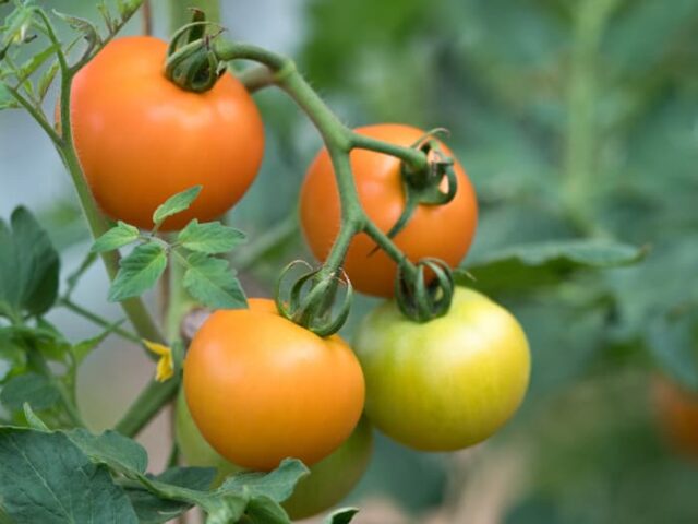 The Dad's Sunset Tomato - Minneopa Orchards