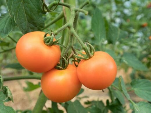 The Dad's Sunset Tomato - Minneopa Orchards