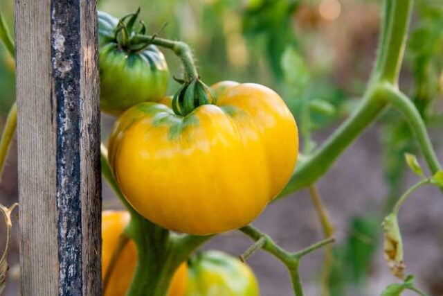 The Dr. Wyche's Yellow Tomato - Minneopa Orchards