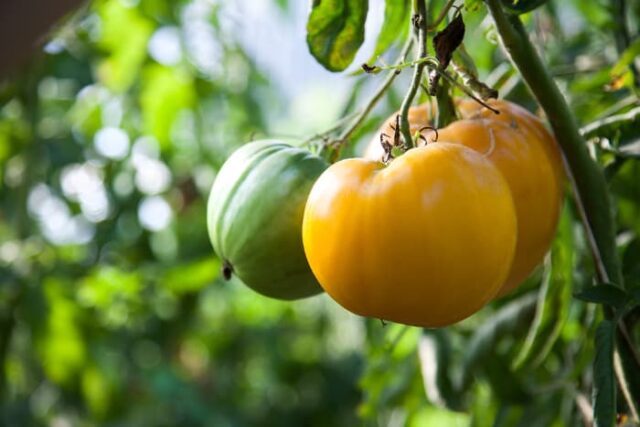 The Dr. Wyche's Yellow Tomato - Minneopa Orchards