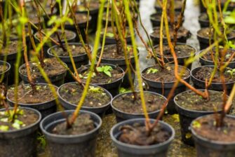 The Legacy Blueberry - Minneopa Orchards
