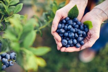 The Tifblue Blueberry - Minneopa Orchards