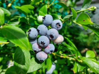 The Tifblue Blueberry - Minneopa Orchards