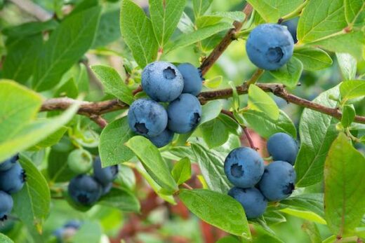 The Tifblue Blueberry - Minneopa Orchards