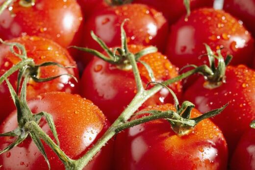 The Campari Tomato - Minneopa Orchards