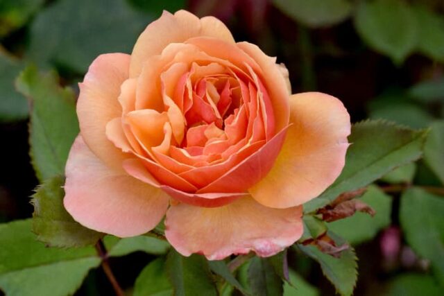 Grandiflora Roses - Minneopa Orchards