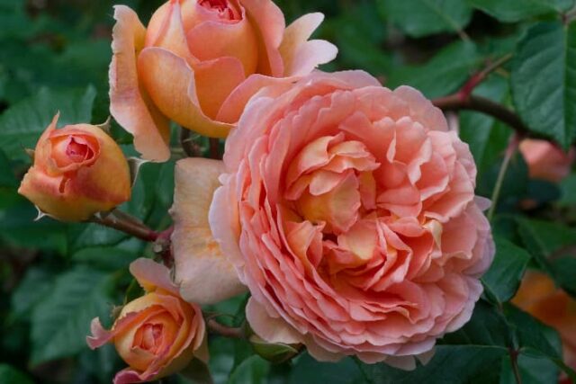 The Abraham Darby Rose - Minneopa Orchards