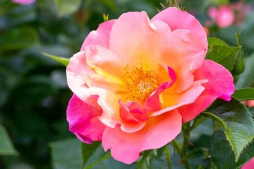 Shrub Roses - Minneopa Orchards