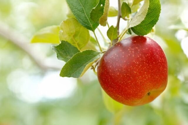 The Baldwin Apple - Minneopa Orchards