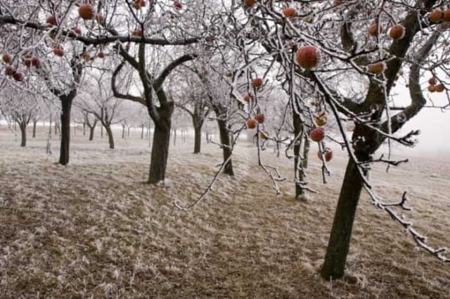 Winter Apples - Minneopa Orchards