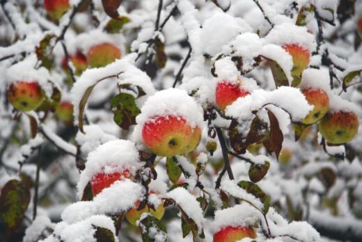 Winter Apples - Minneopa Orchards