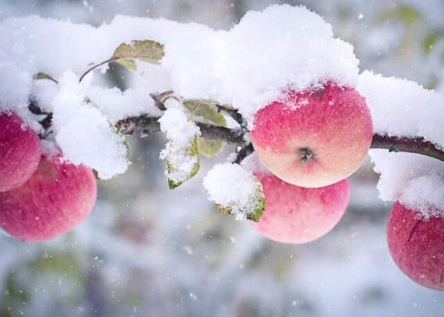 Winter Apples - Minneopa Orchards