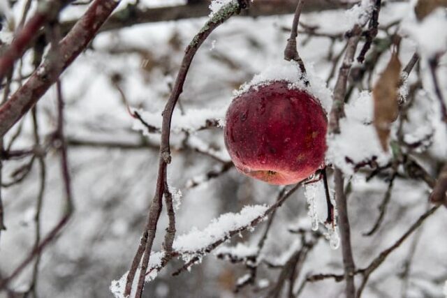Winter Apples - Minneopa Orchards